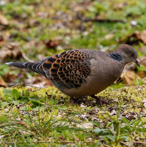 Oriental turtle dove photos | Birds of India | Bird World
