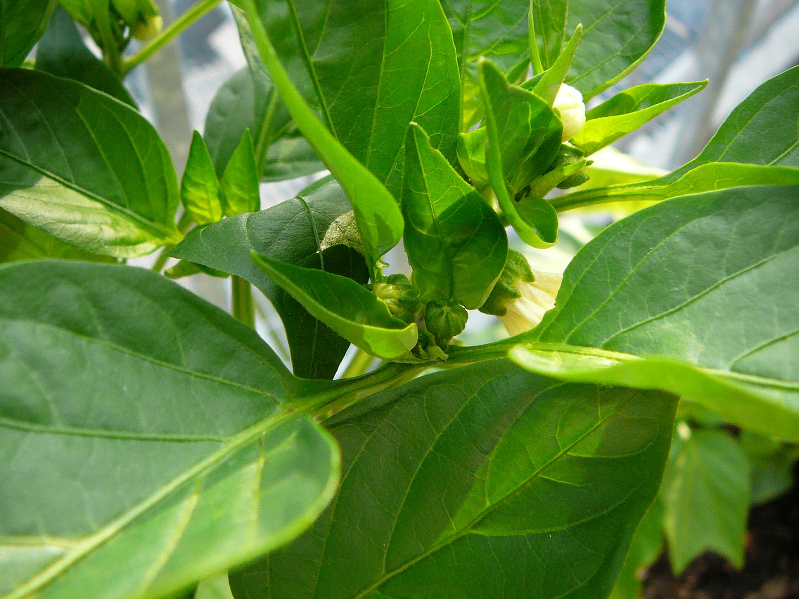 My Apartment Garden: Sweet Peppers Continued - The first sign of Fruit!