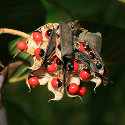 Top 10 Badass Plants And Trees | M bizarre