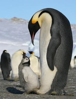 Islas Malvinas 01: Pingüino emperador, el gran habitante de la Antártida