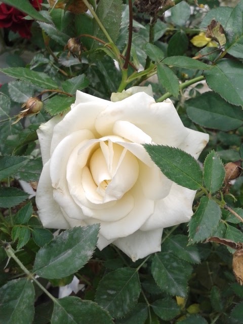 ENJOY'S OUR LIFE: BUNGA BUNGA DI KUNDASANG SABAH