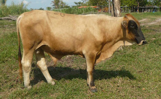 Ganaderia En Libertad De Barinas: Raza Carora