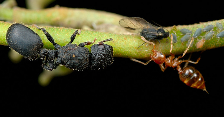 懸巢舉尾家蟻 Crematogaster rogenhoferi - 螞蟻軍團 ANTS SQUAD