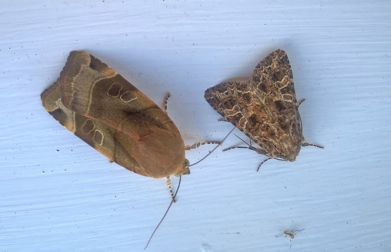 Non-Stop Birding: Juvenile Starlings, moths, a bee and a deadly mystery