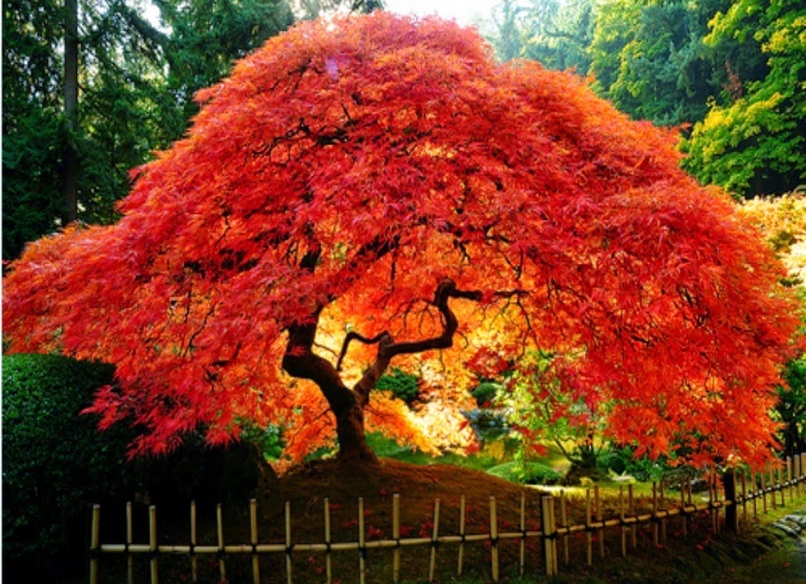 Andy foto natura: Arboles hermosos