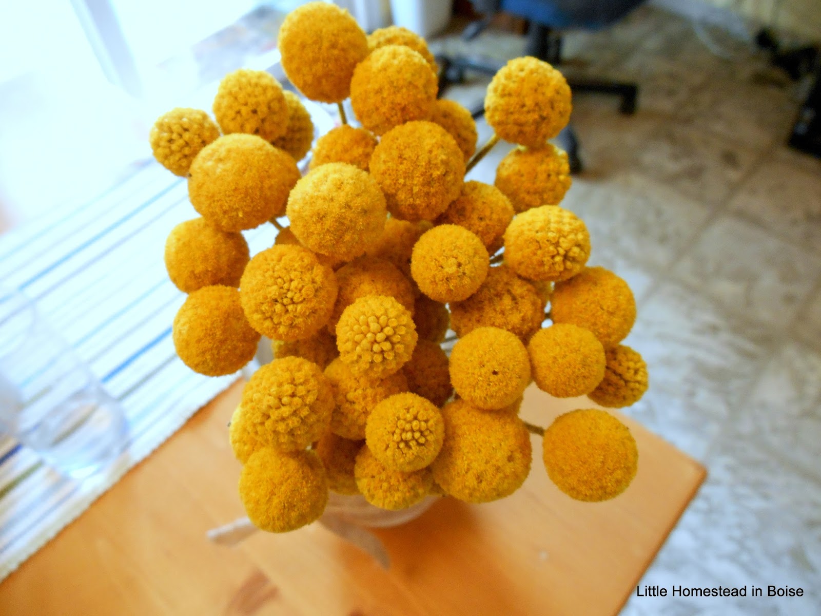 Little Homestead In Boise : Installing Bird Netting On A Cold Frame ...