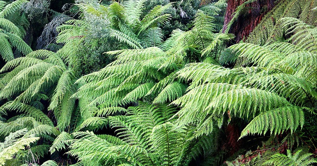 HOW TO OVERWINTER TREE FERNS |The Garden of Eaden