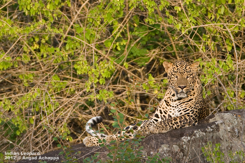 Wildlife photography: Leopard on rock -Bandipur