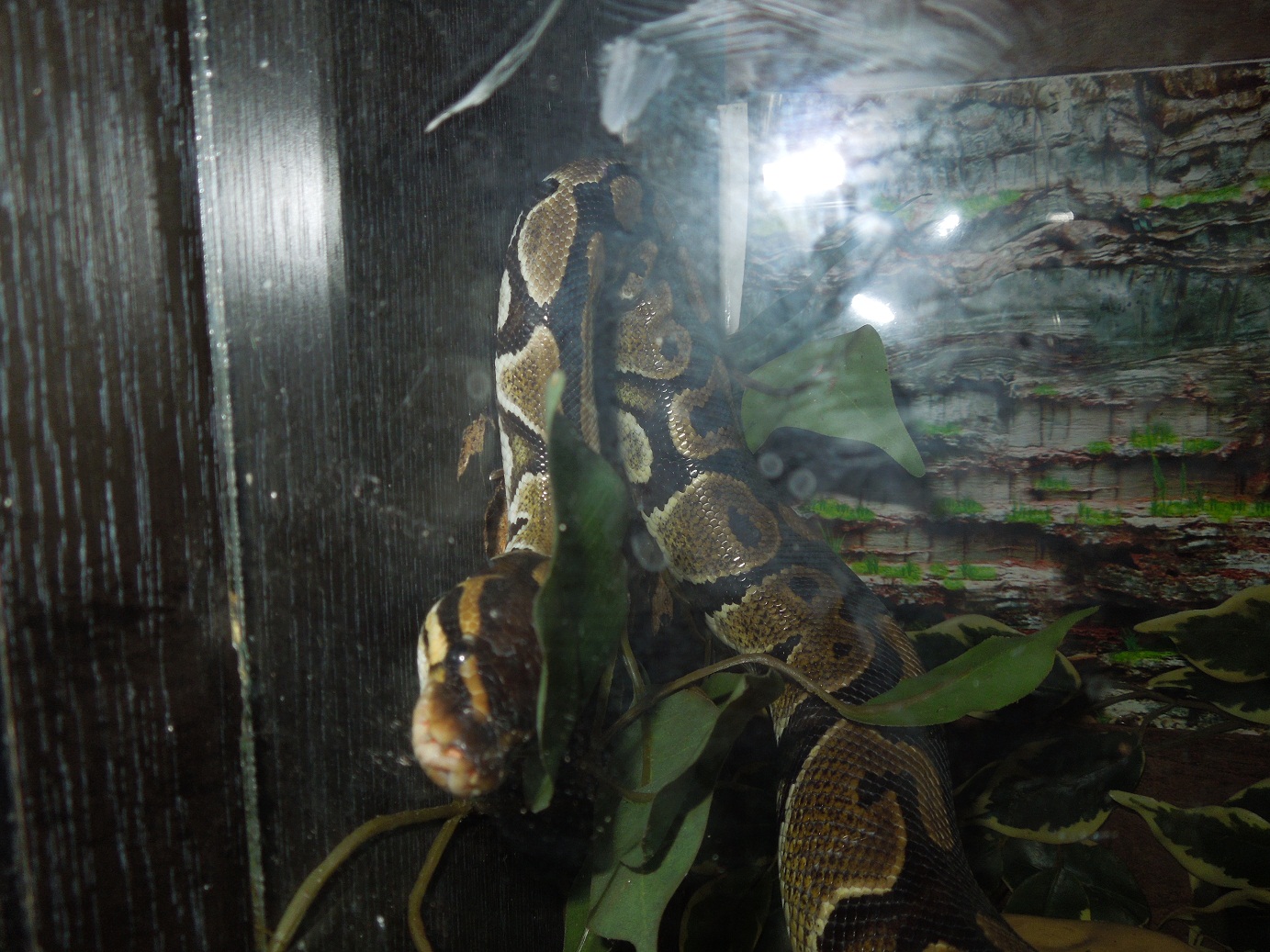 Reptiles Amphibians & Fish: ROYAL BALLS PYTHONS - PYTHON REGALIS