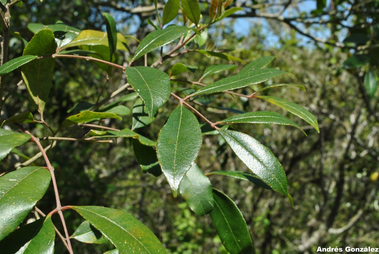 FOTOS DE FLORA NATIVA Y ADVENTICIAS DE URUGUAY : Zanthoxylum rhoifolium ...
