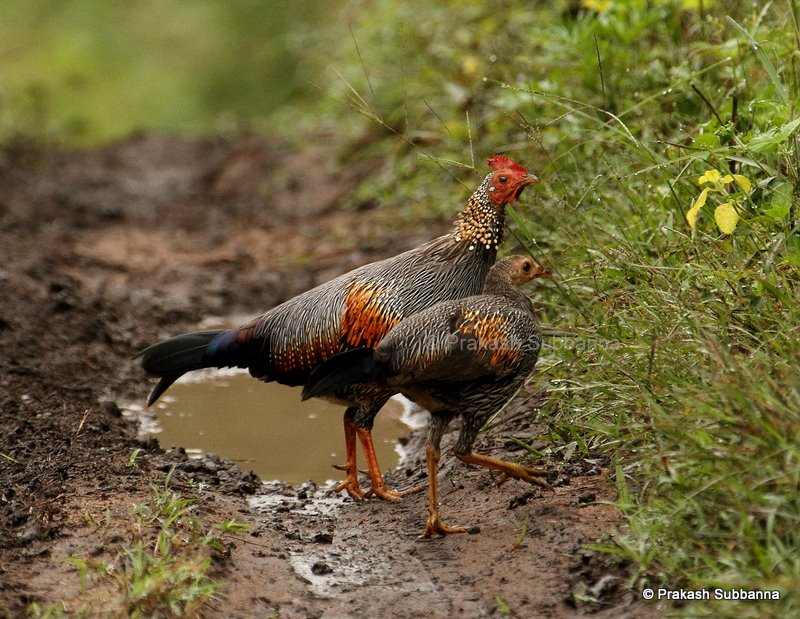 VIEWFINDER.....WILDLIFE PHOTOGRAPHY BLOG BY PRAKASH SUBBANNA.: JUNGLE ...