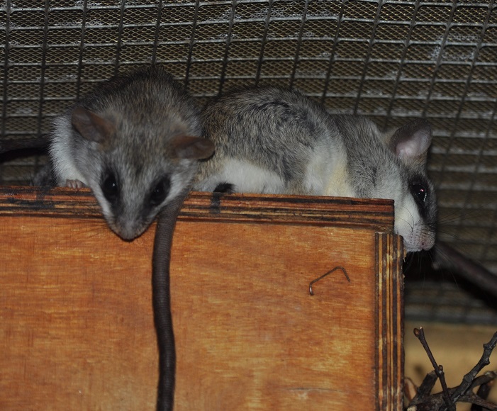 ZOOTOGRAFIANDO (6.100 ANIMALS): RATA ARBORÍCOLA DE COLA NEGRA / BLACK ...
