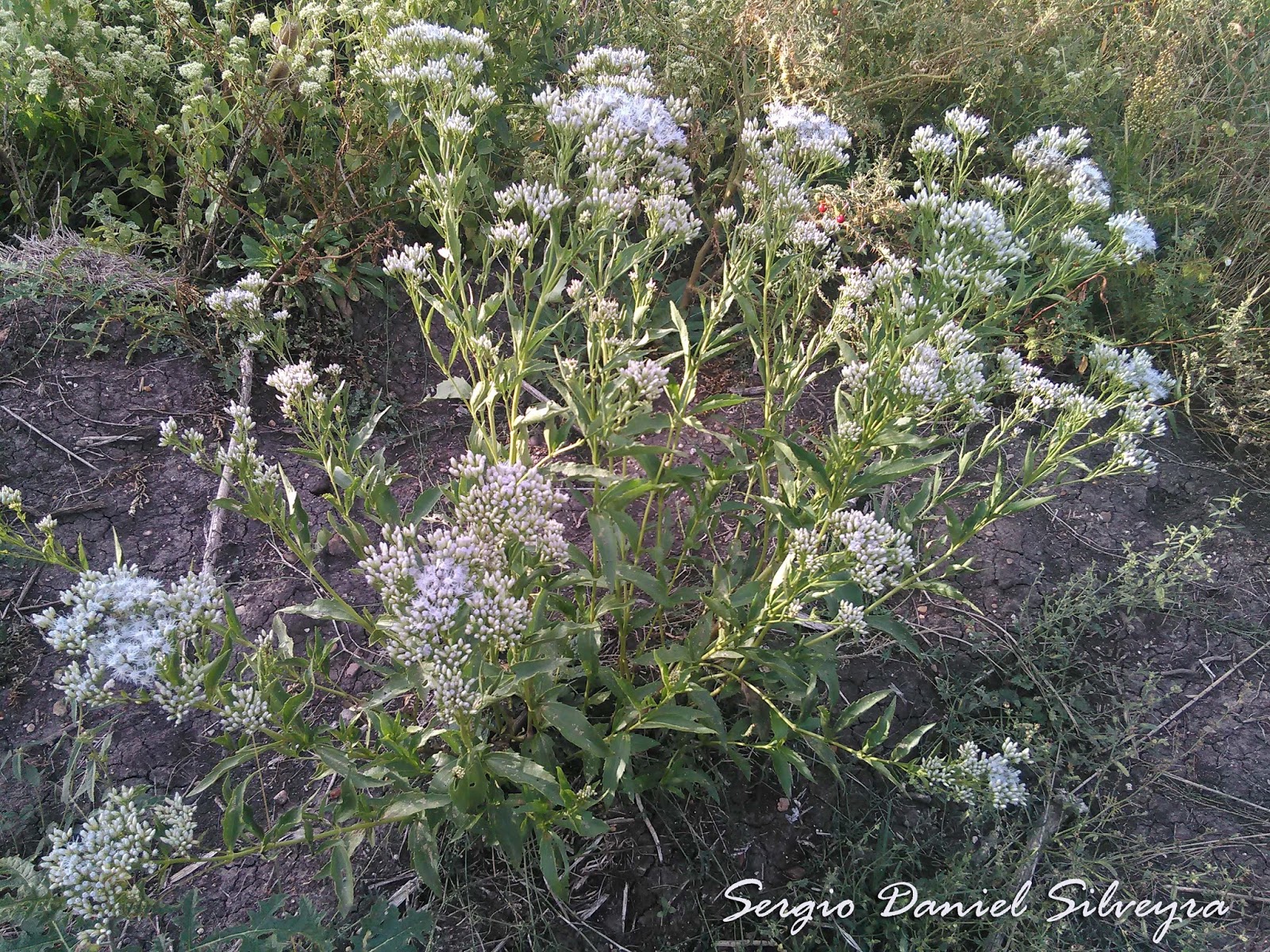 Flora Nativa de Entre Rios