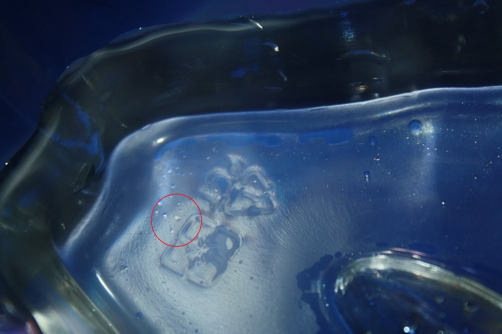 Rainbowaq Triops: Live Breeding!