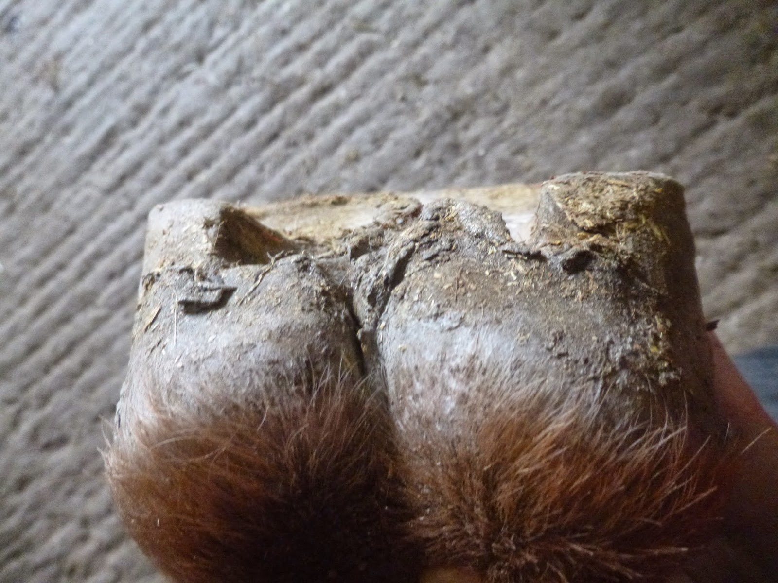 Rockley Farm: Growing a healthier hoof