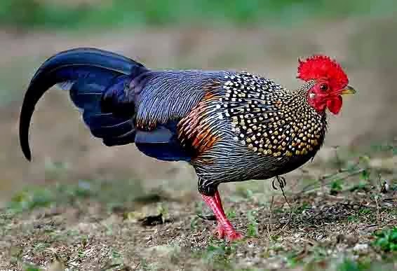 Ayam Bekisar (Gallus gallus x gallus varius). ~ shadow