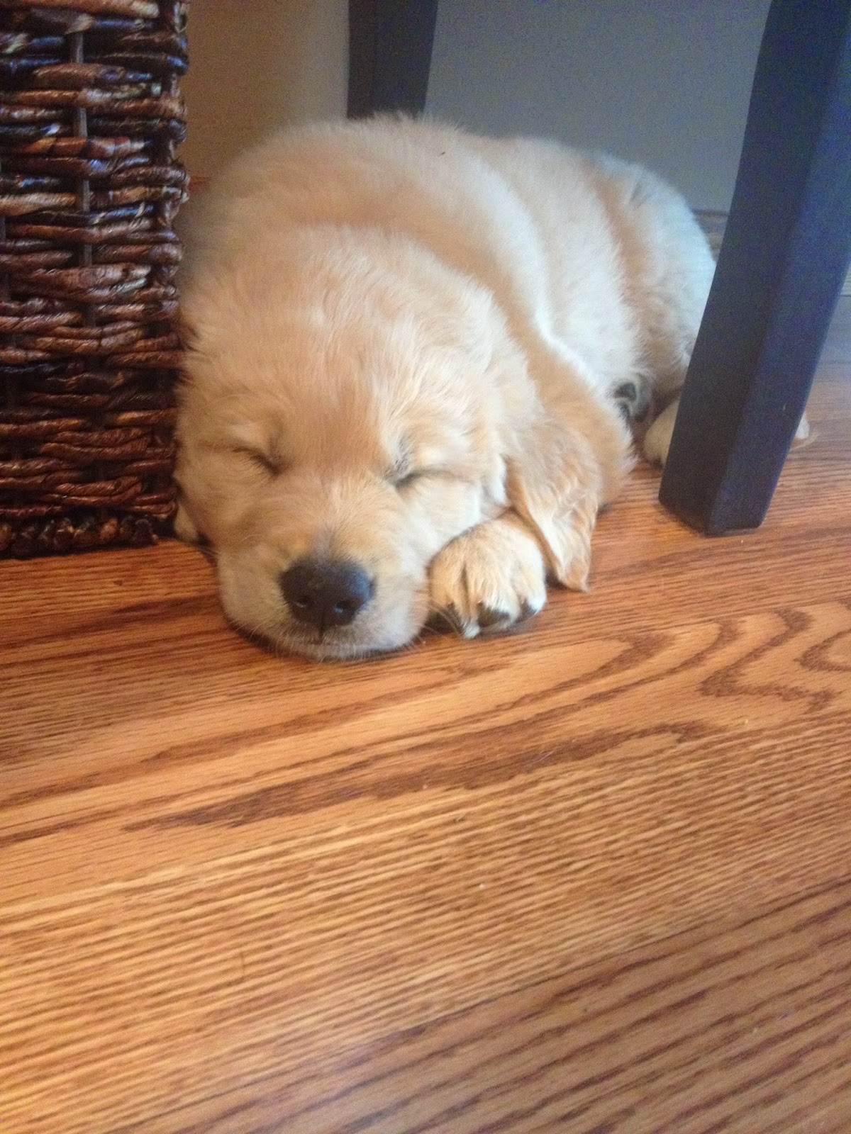 Raising Rusty-Our Golden Retriever