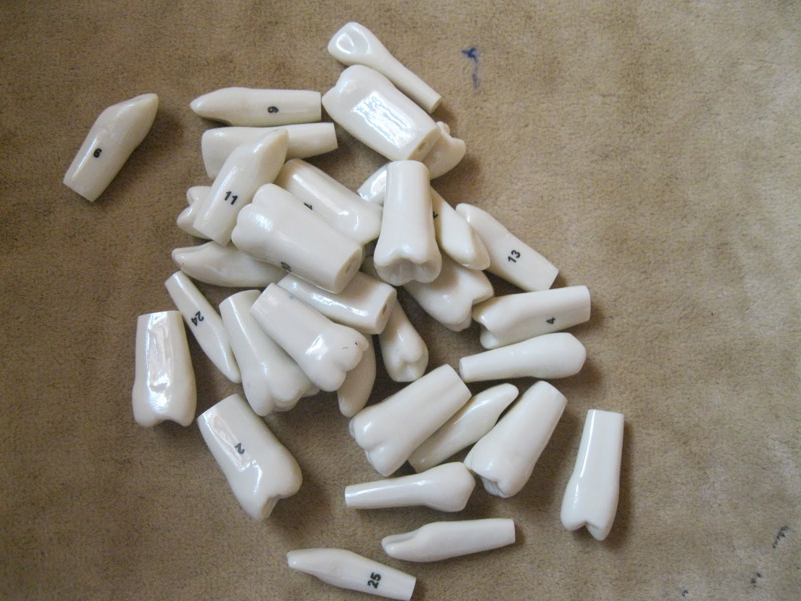 TYPODONT JAWS AND TEETH: COLUMBIA DENTOFORM TYPODONT JAWS FOR NERB,WREB ...