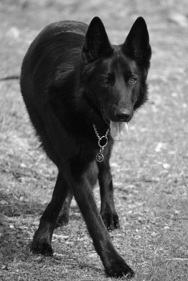 Beautiful black dogs