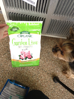 The Kate Plan: DIY Dog Potty: Day 1