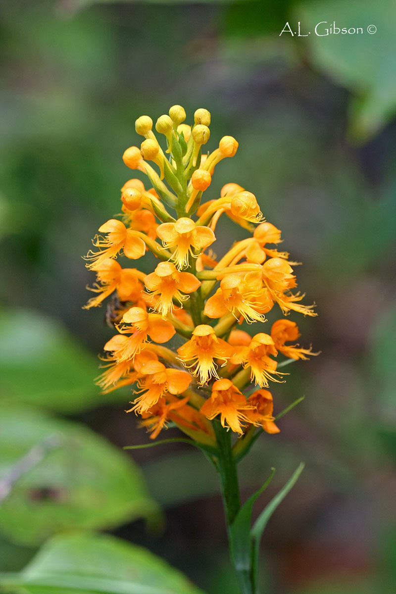 The Buckeye Botanist Plethora Of Platanthera Orchids