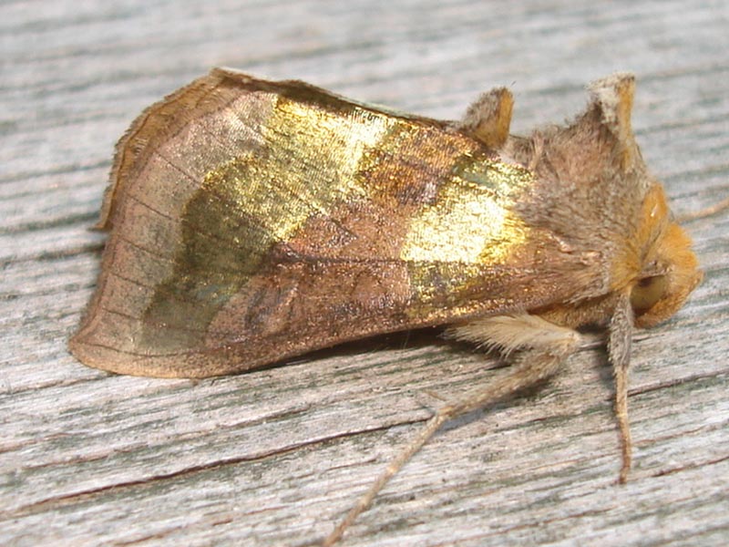 MERSEA WILDLIFE: MEDLEY OF MOTHS