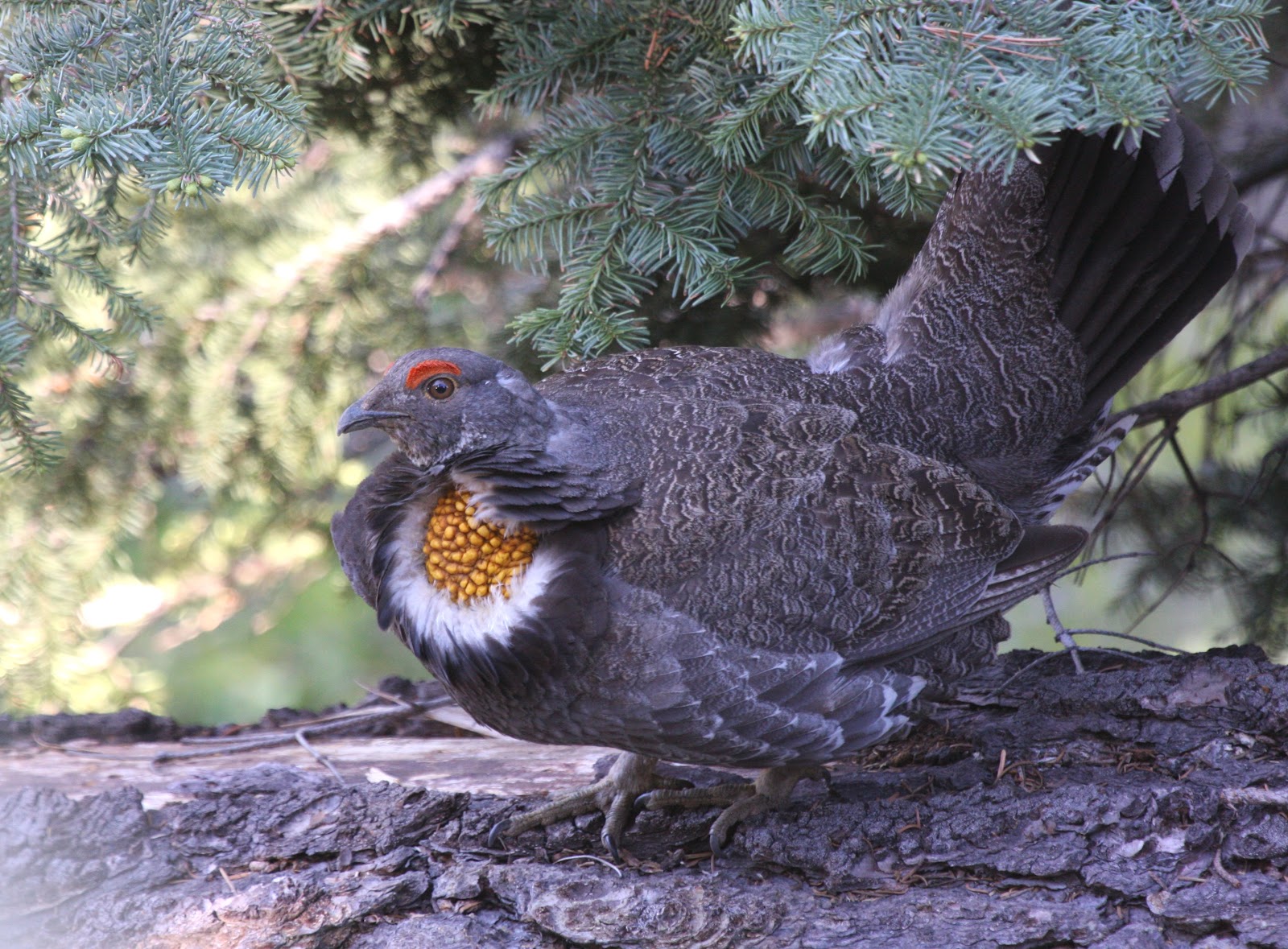 Such-n-Such Bird Blog: California Wanderings, Part 10: Kings Canyon and ...