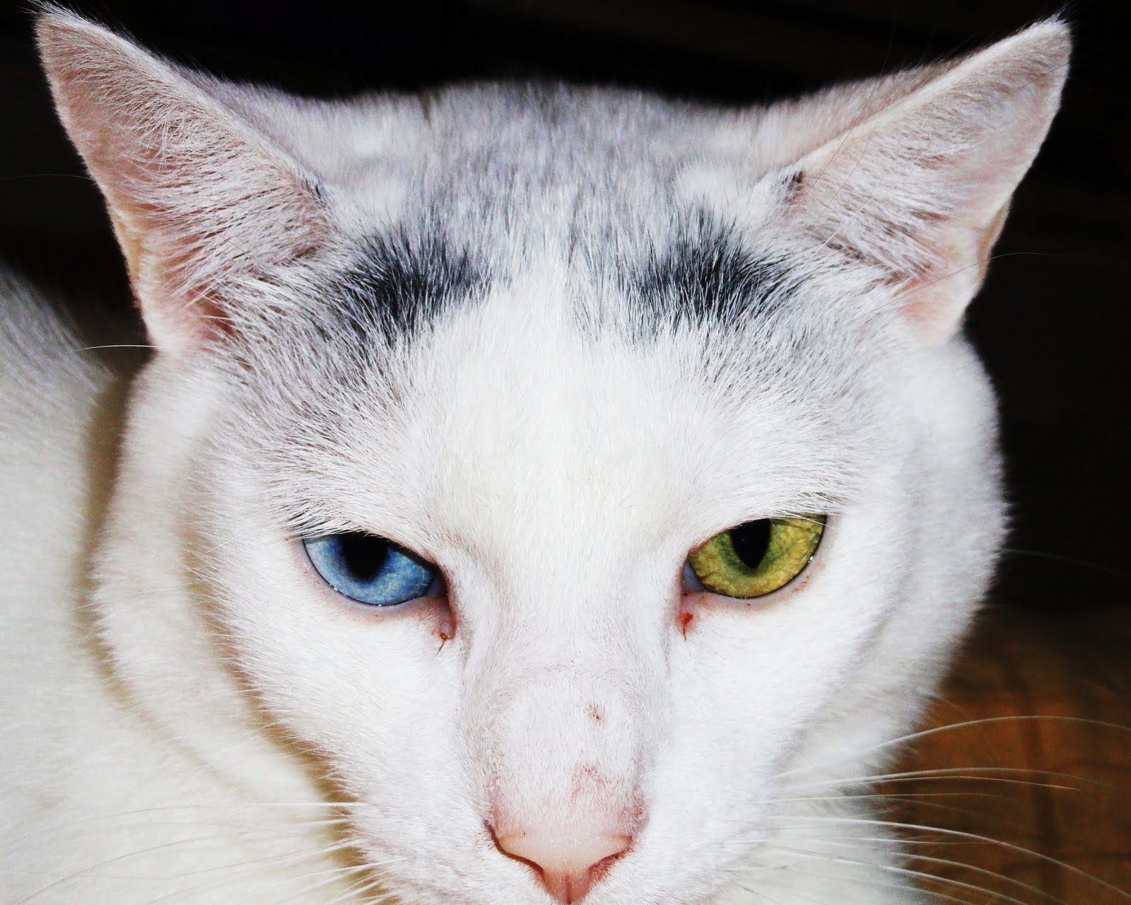 DOWAGER QUEEN: Eyebrow Cat