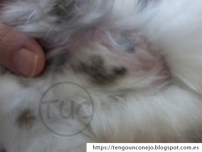 Calvas ~ Tengo Un Conejo