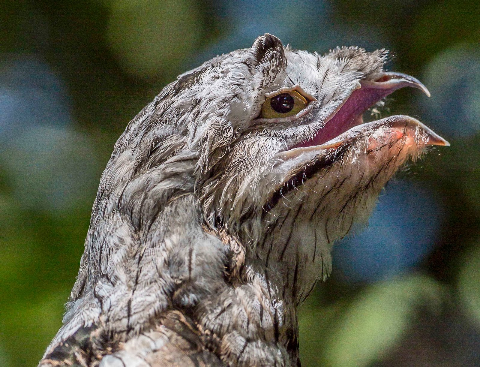 ave ! brasil: Ave-fantasma / Urutau / Mãe-da-lua / Nyctibius griseus ...