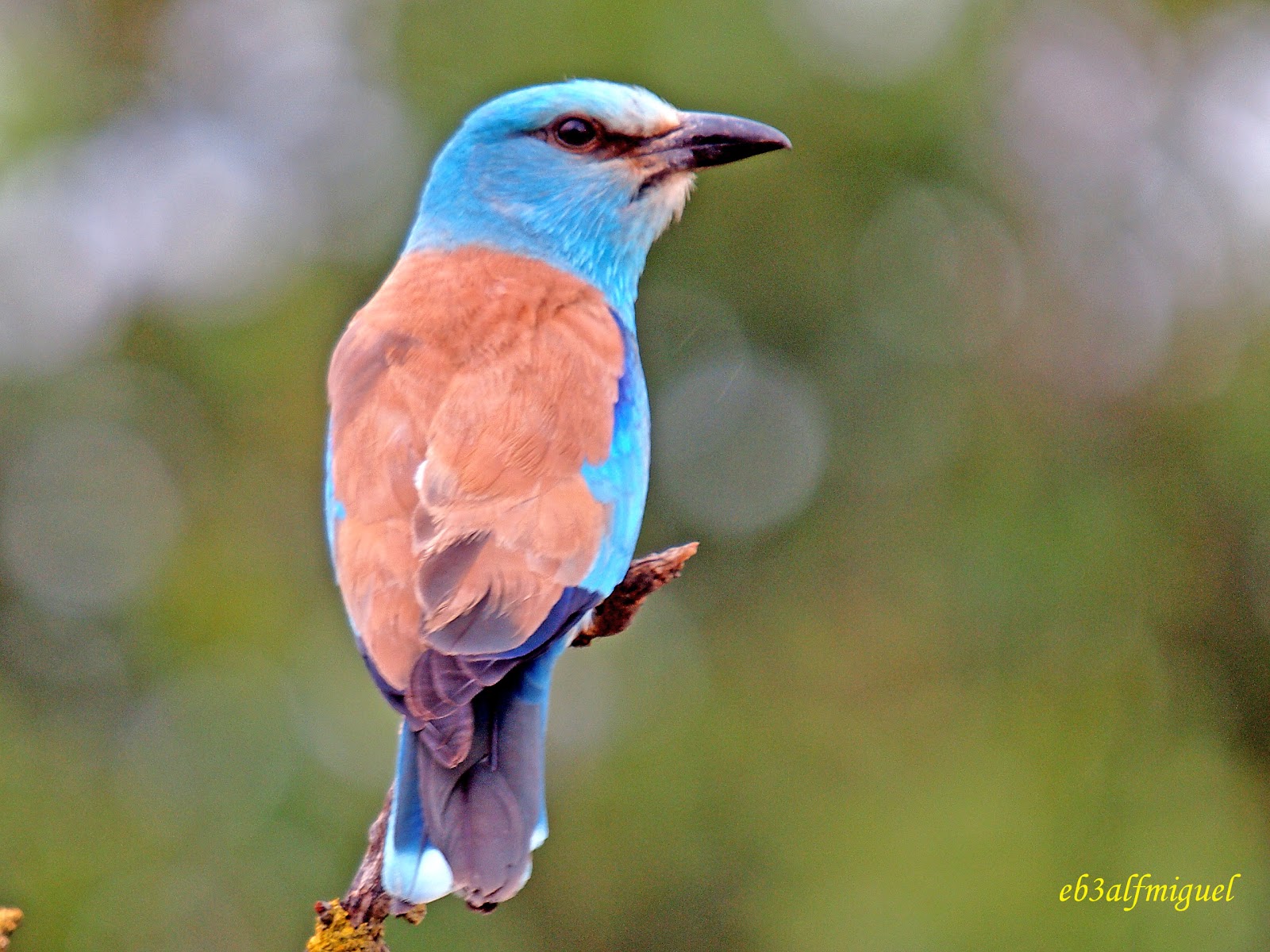 MIS AMIGAS LAS AVES: Carraca europea (Coracias garrulus)