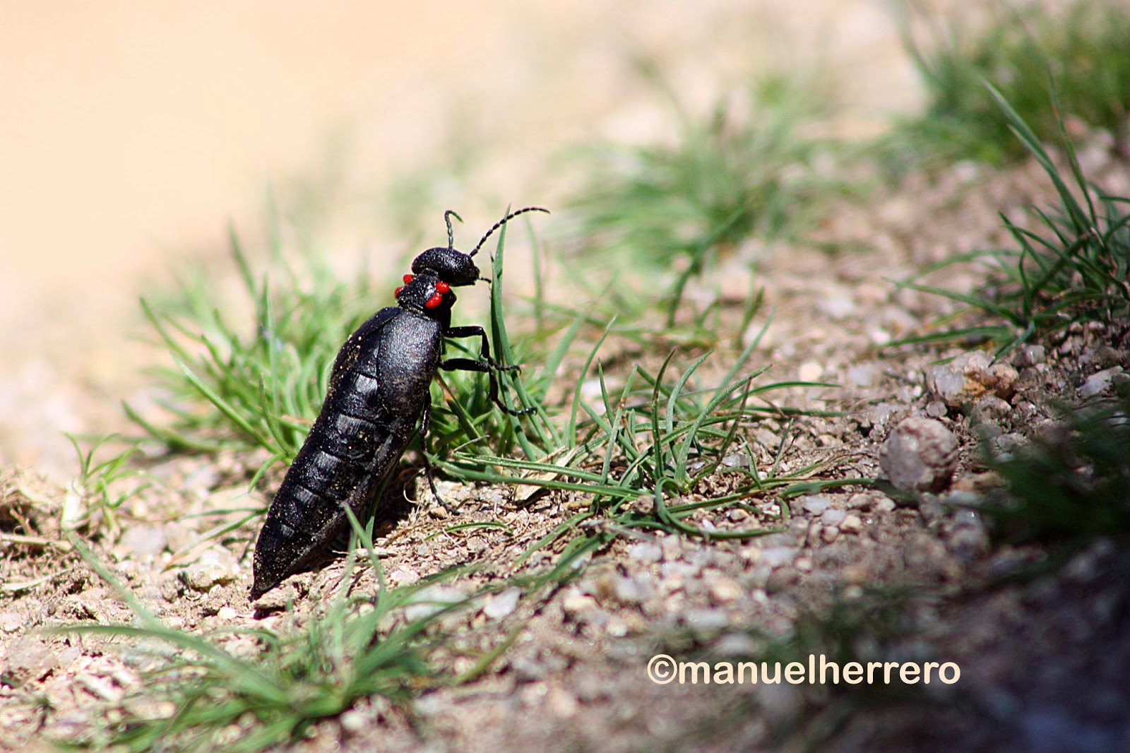 amolapedriza: Insectos