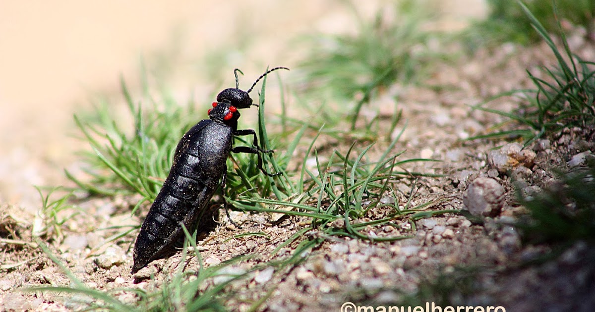 amolapedriza: Insectos