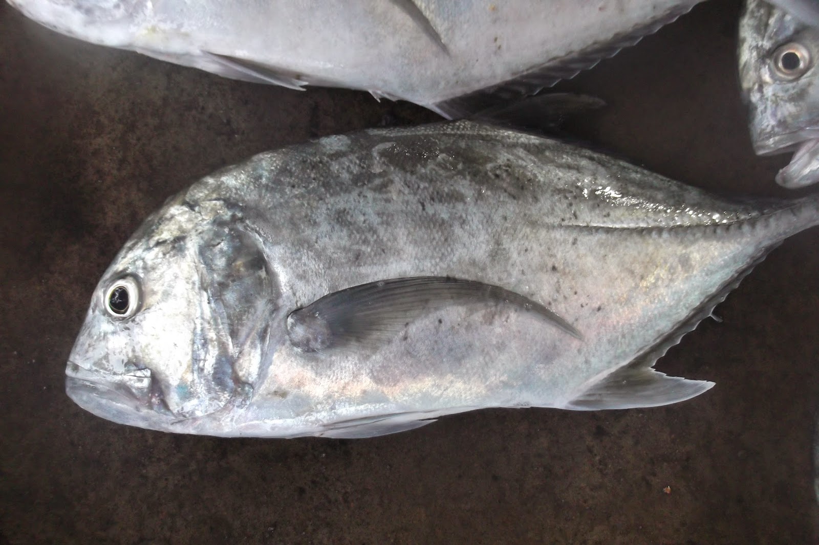 NEGOMBO SEAFOODS: ATAWALLA