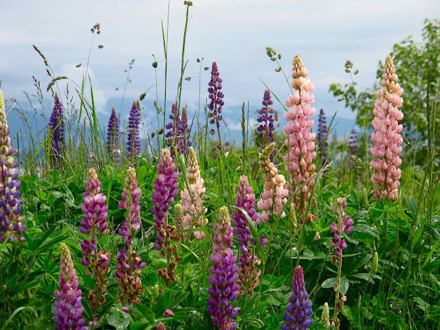 Up on Haliburton Hill: June light and June flowers