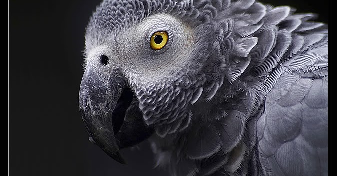 Aviario Dulce Refugio: El Loro Gris Africano O Yaco (Psittacus Erithacus)