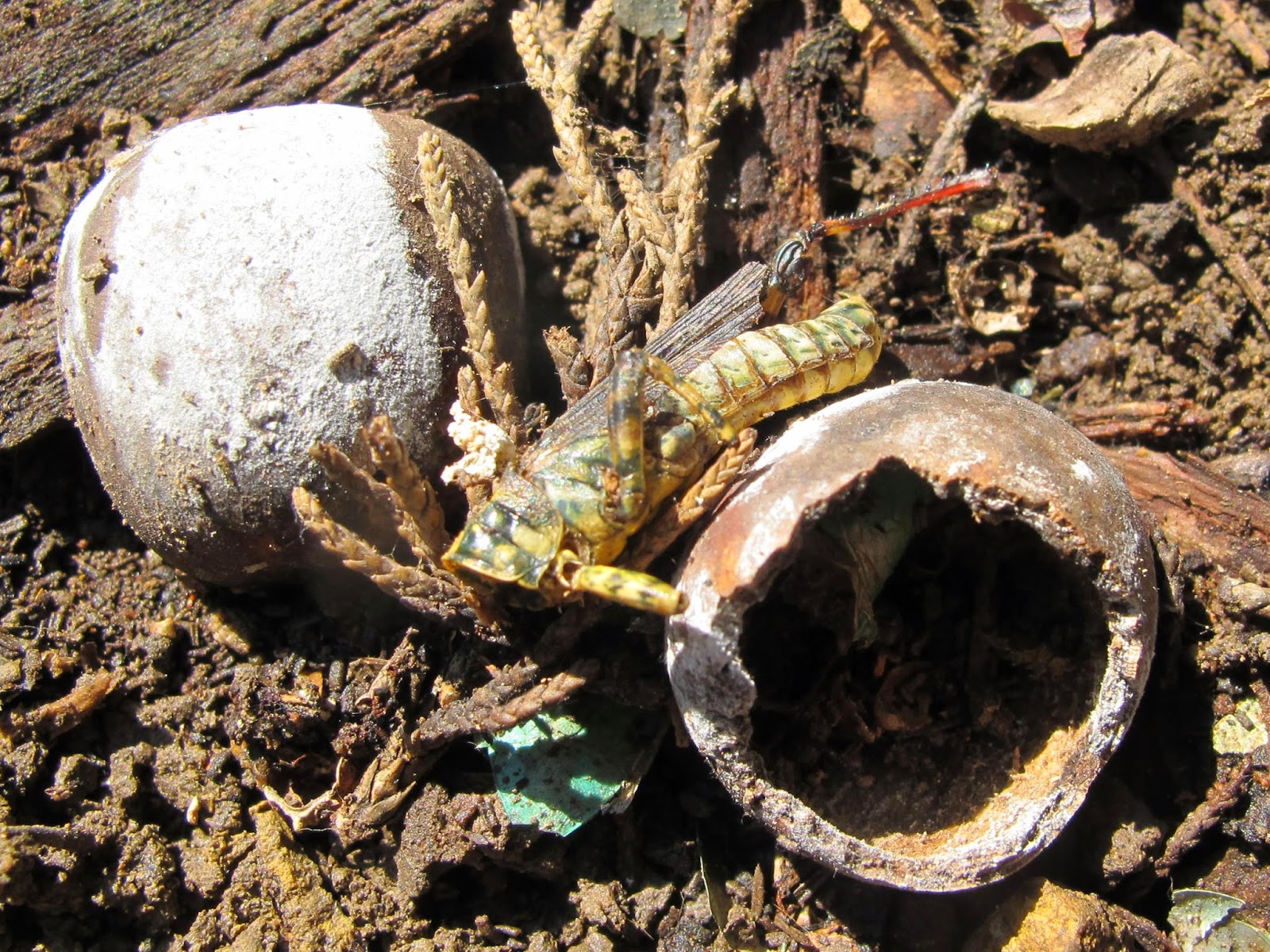 Blue Jay Barrens: Rodent Cache