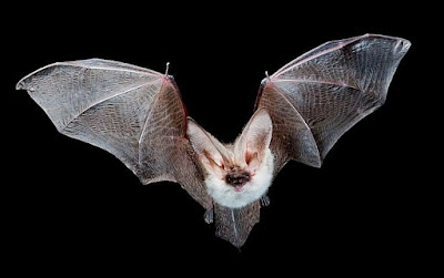 5 Animales con orejas muy grandes