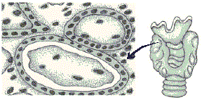 study: Jaringan Epitel
