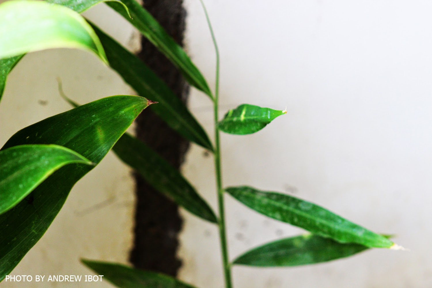 Ako si ANDREW IBOT!: Luya (Zingiber officinale Roscoe)