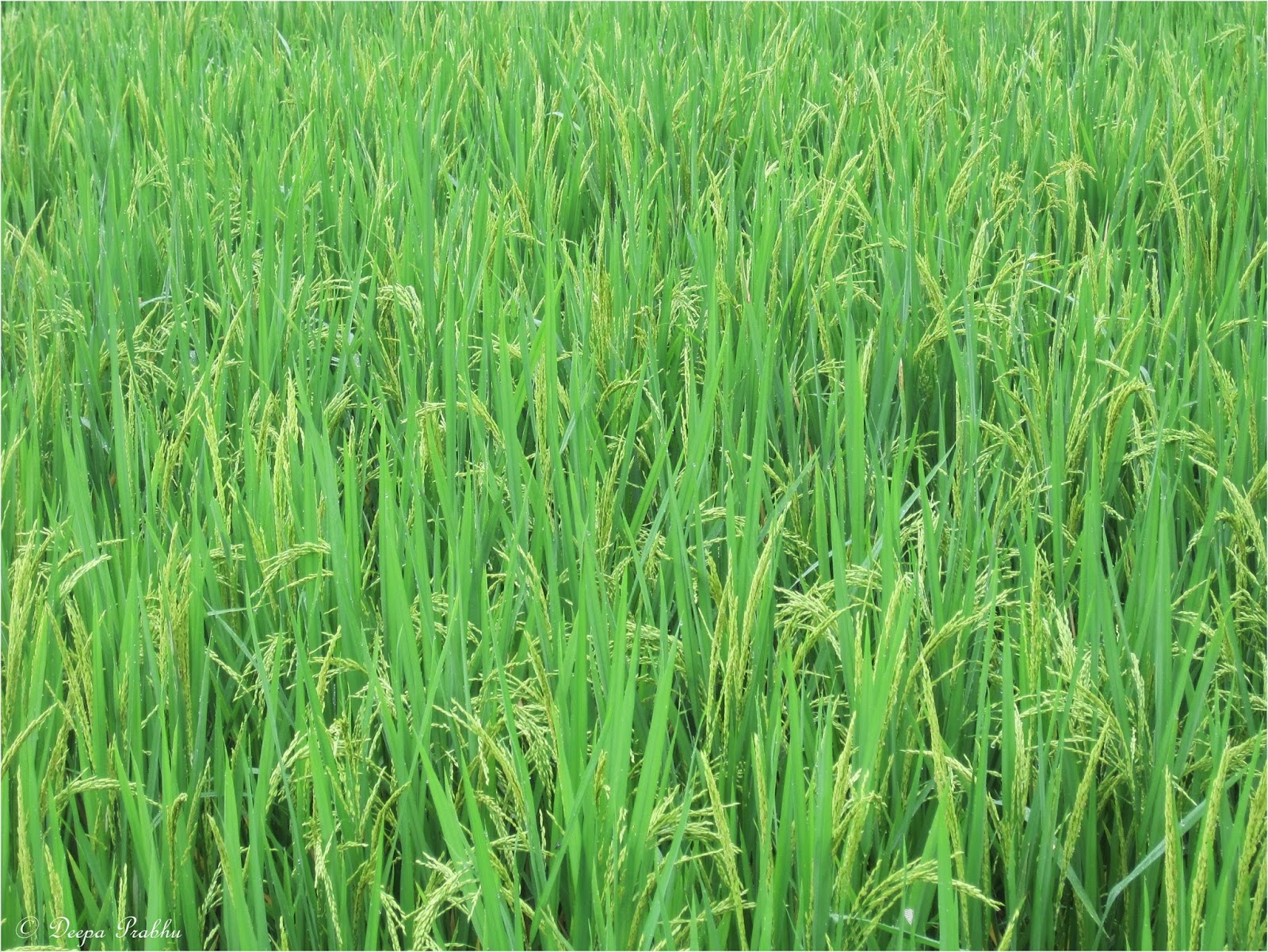 Rice Crop - Random Photography