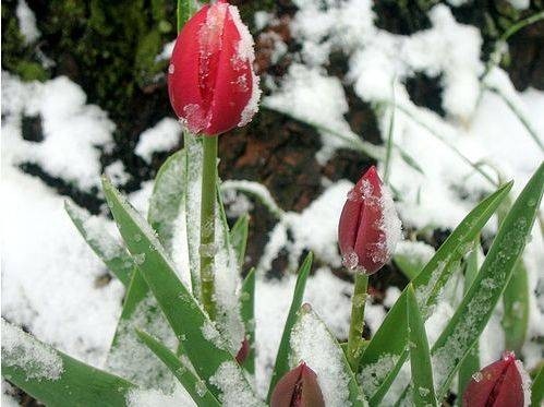 VALSUL VIETII: A VENIT FRUMOASA PRIMAVARA