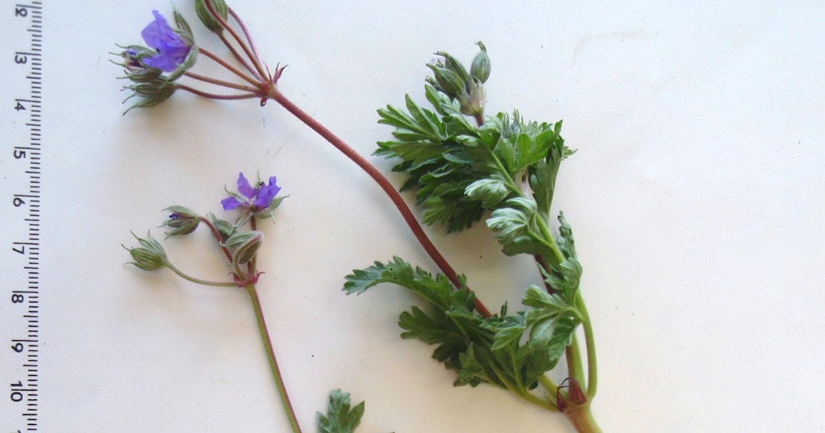 HERBARIO VIRTUAL DE BANYERES DE MARIOLA Y ALICANTE: Erodium ciconium ...