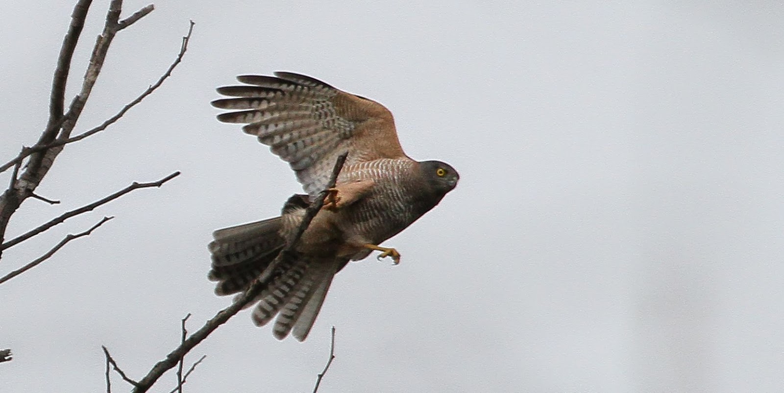 Richard Waring's Birds of Australia: Variety of Victorian bird photos