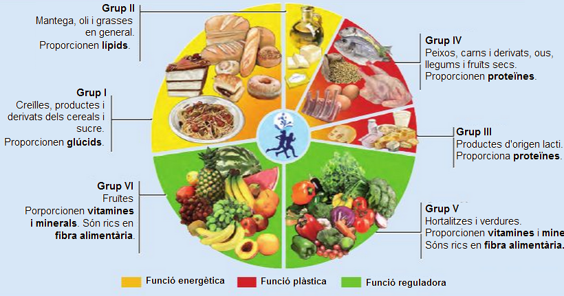 PLE ELS ALIMENTS: QUÈ SABEM DELS ALIMENTS?