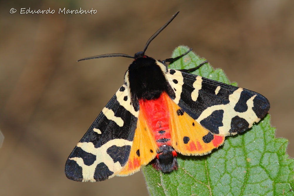 As Multidões Fervilhantes: Clown moth!