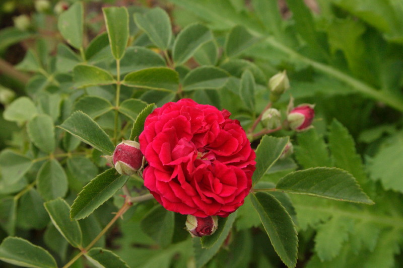My Virtual Maryland Garden: Mixed gleanings from the May garden