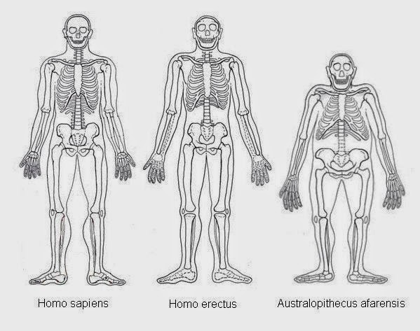 IASguy: 1.6.c.2 Homo erectus