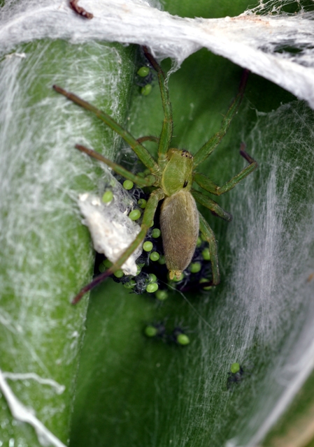 Maltese Nature: Along Came a Green Spider