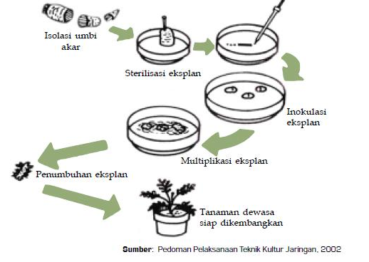 Blognya anak tuban sejati: Pengertian, Manfaat dan Metode Kultur ...